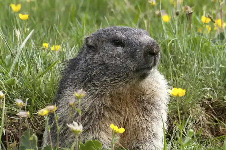 New Jersey’s Weather Groundhog Dies Just Ahead of Groundhog’s Day